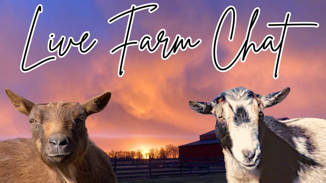 Live Farm Chat! Seasonal Depression, Upcoming Kiddings, and Farm Goals ...
