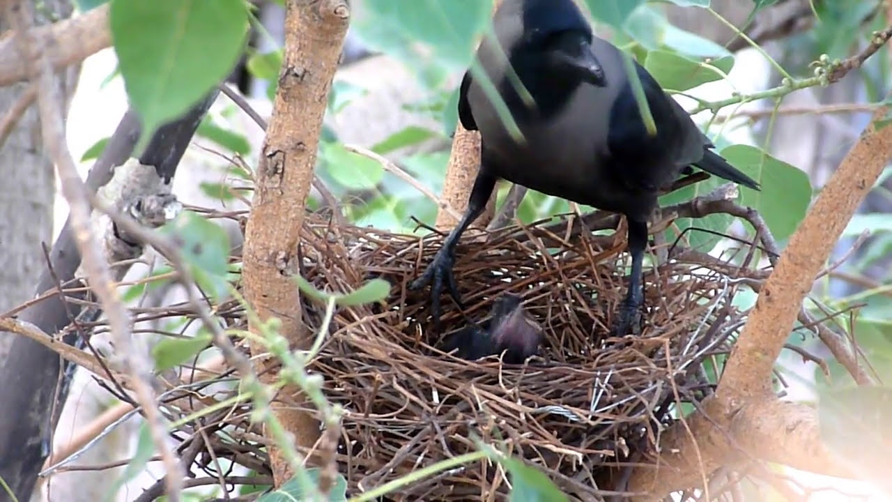 Crow Nest Crow Feeds Baby Koel YouTube Crow Nest Crow Feeds Baby Koel YouTube