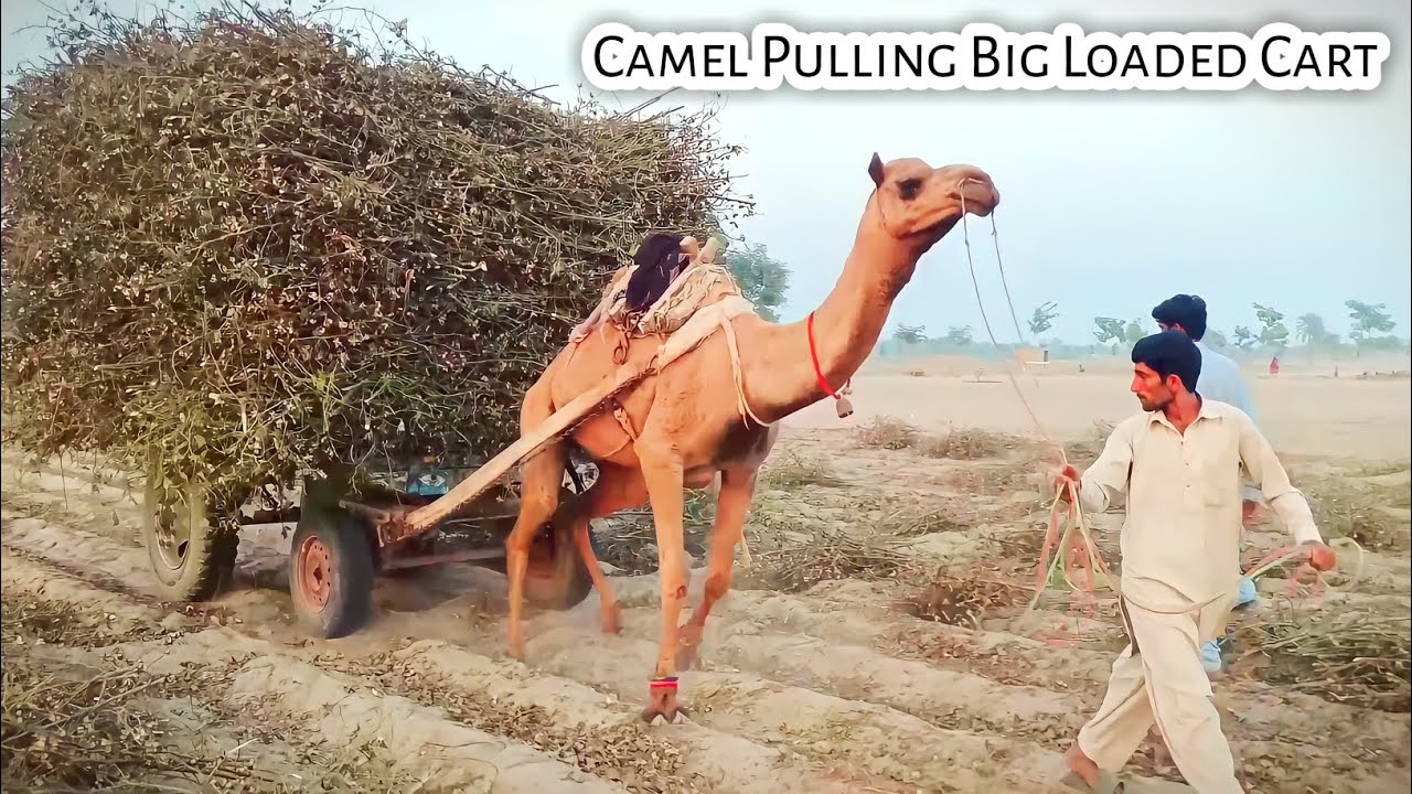 Camel Pulling Big Loaded Cart English Dubbed | Aunt Gadi in Pakistan ...