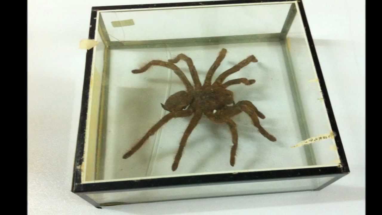 Colección documentada de insectos coleopteros - YouTube