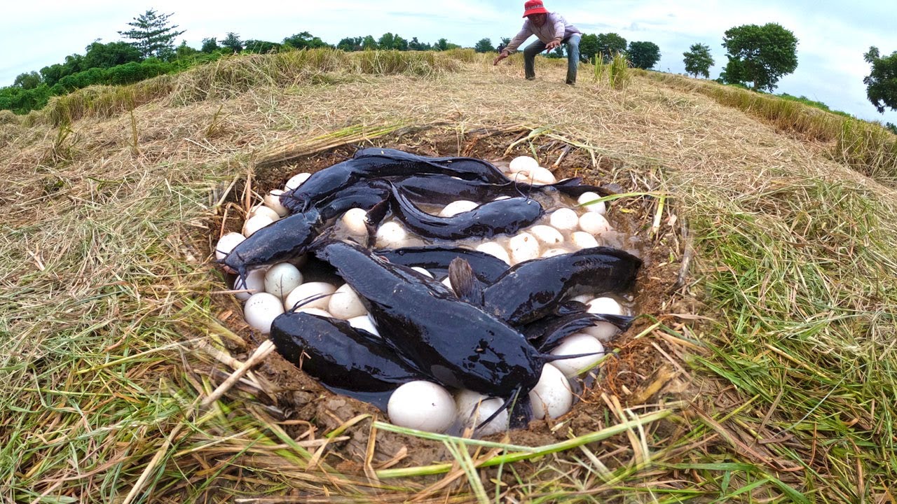 Unique amazing, a man catch a lot of fish and pick duck eggs in a pool ...