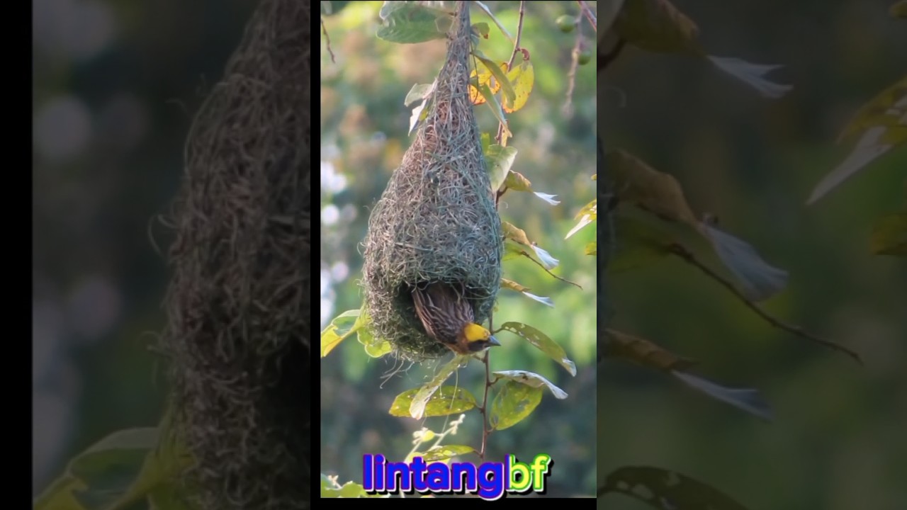 proses pembuatan sarang #birds - YouTube