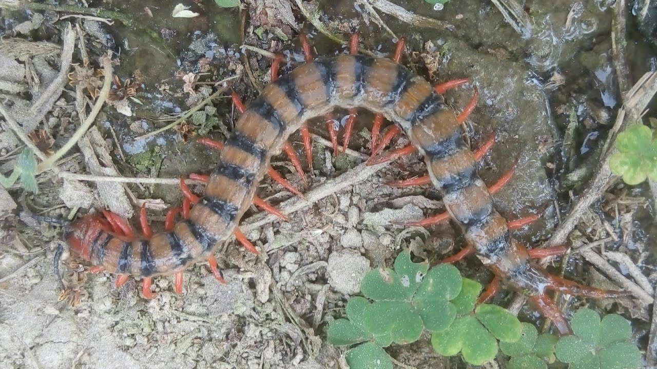 Dangers Bicchoo Gormar Scorpion, - YouTube