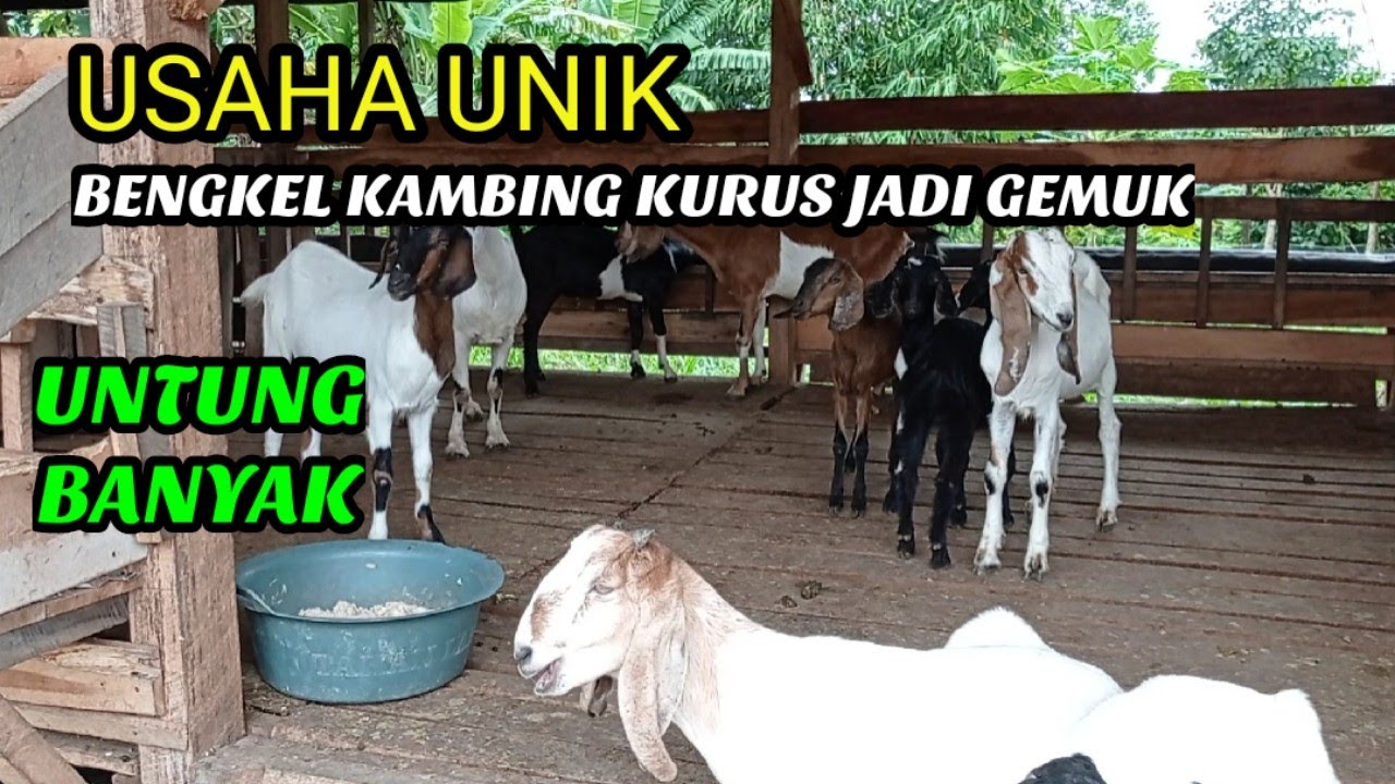 UNIK,, BENGKEL KAMBING KURUS TIDAK TERAWAT, DALAM WAKTU SINGKAT JADI ...