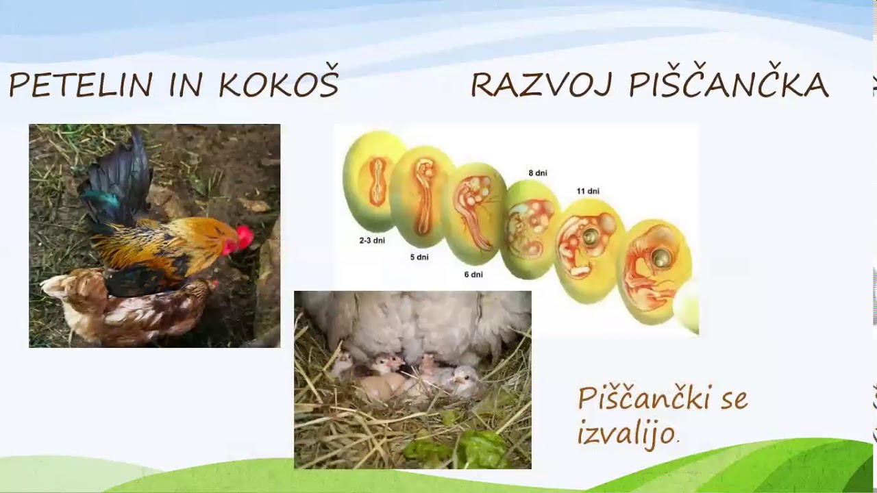 Rast in razvoj živali - YouTube