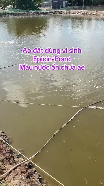 Vi sinh Epicinpond tạo màu nước đẹp, sạch đáy ao nuôi - YouTube