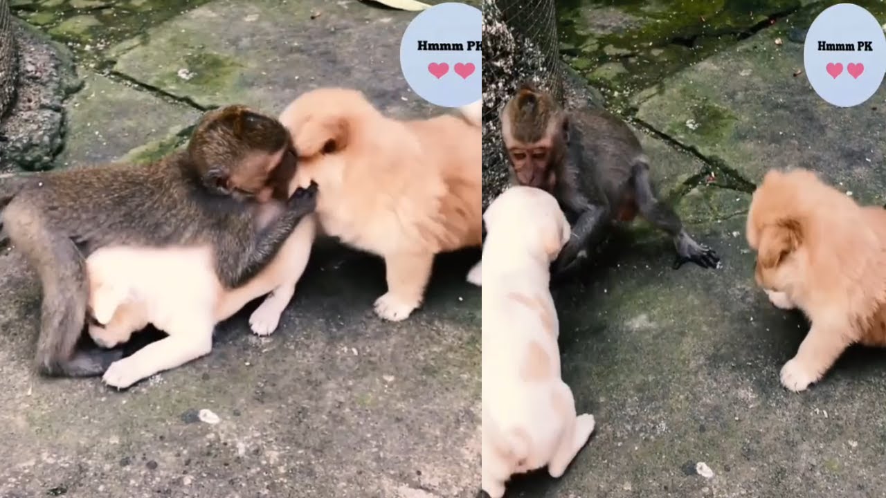 Funny Monkey Videos - A Funny Monkeys Compilation 2020 - YouTube