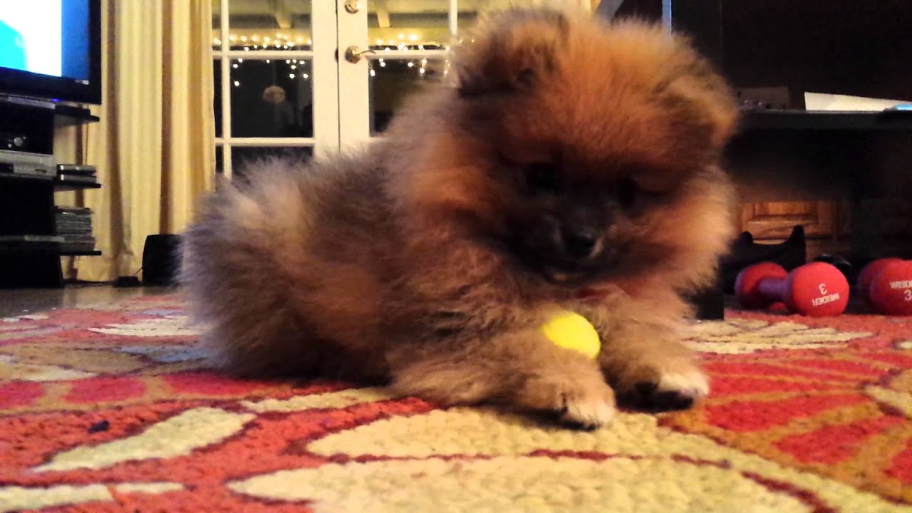 Axl the puppy - YouTube