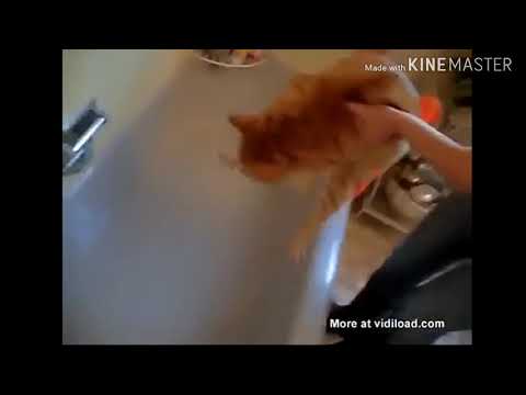 Davud diyen kedi