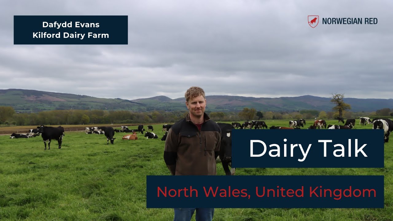 Dafydd Evans Kilford Dairy Farm, North Wales - YouTube