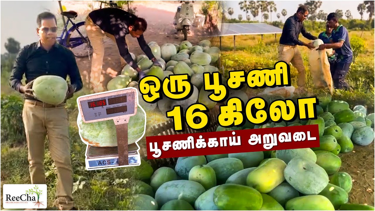 Pumpkin Harvesting Tour at Reecha | Best Farm House in Sri Lanka | BK ...