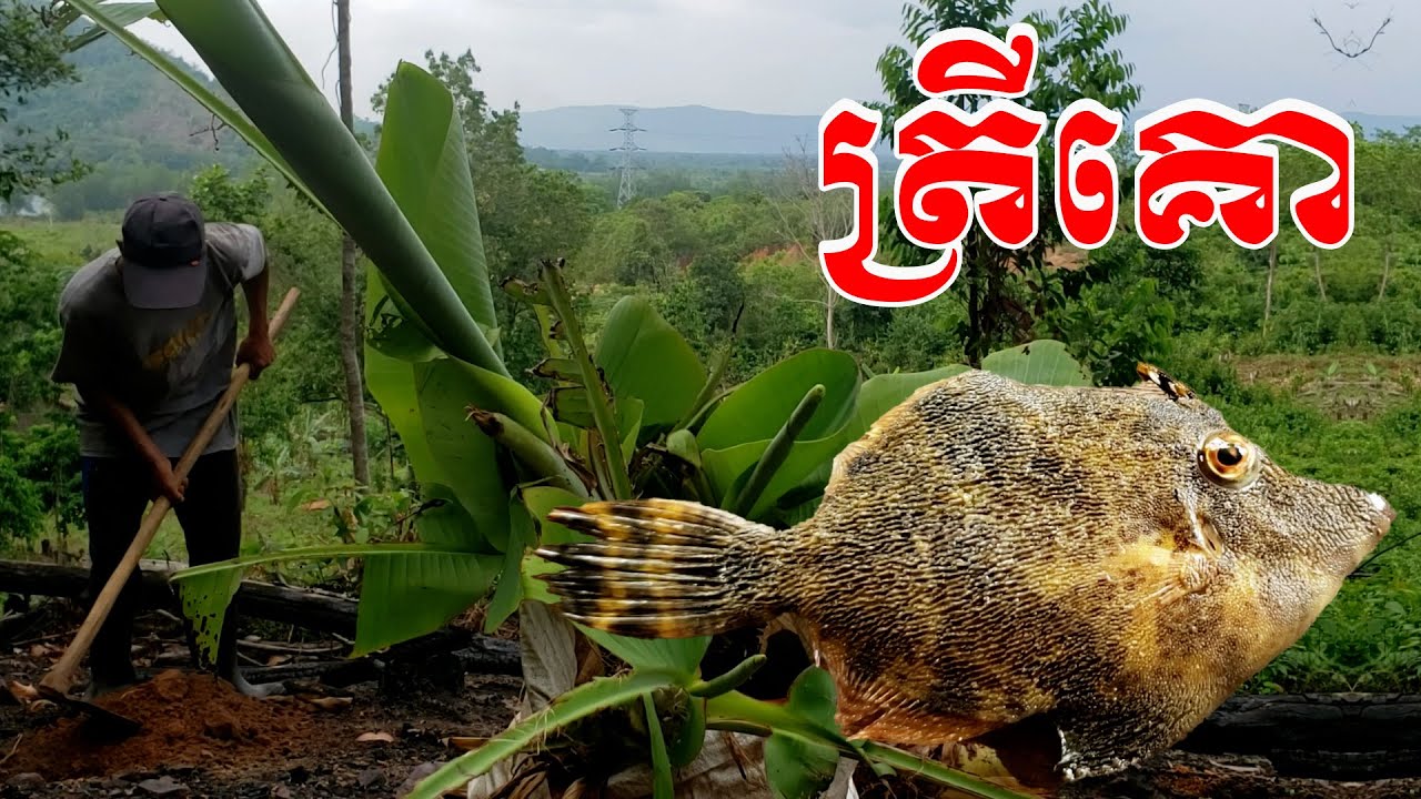 ត្រីគោ និងដាំចេកនៅចង្កេះភ្នំថ្ងៃនេះ Fish Koa and Plant a lot of Banana ...