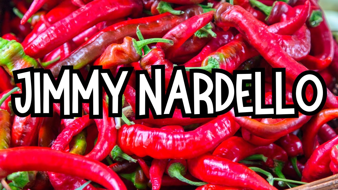 Jimmy Nardello Peppers harvesting, seed saving & pepper processing for ...