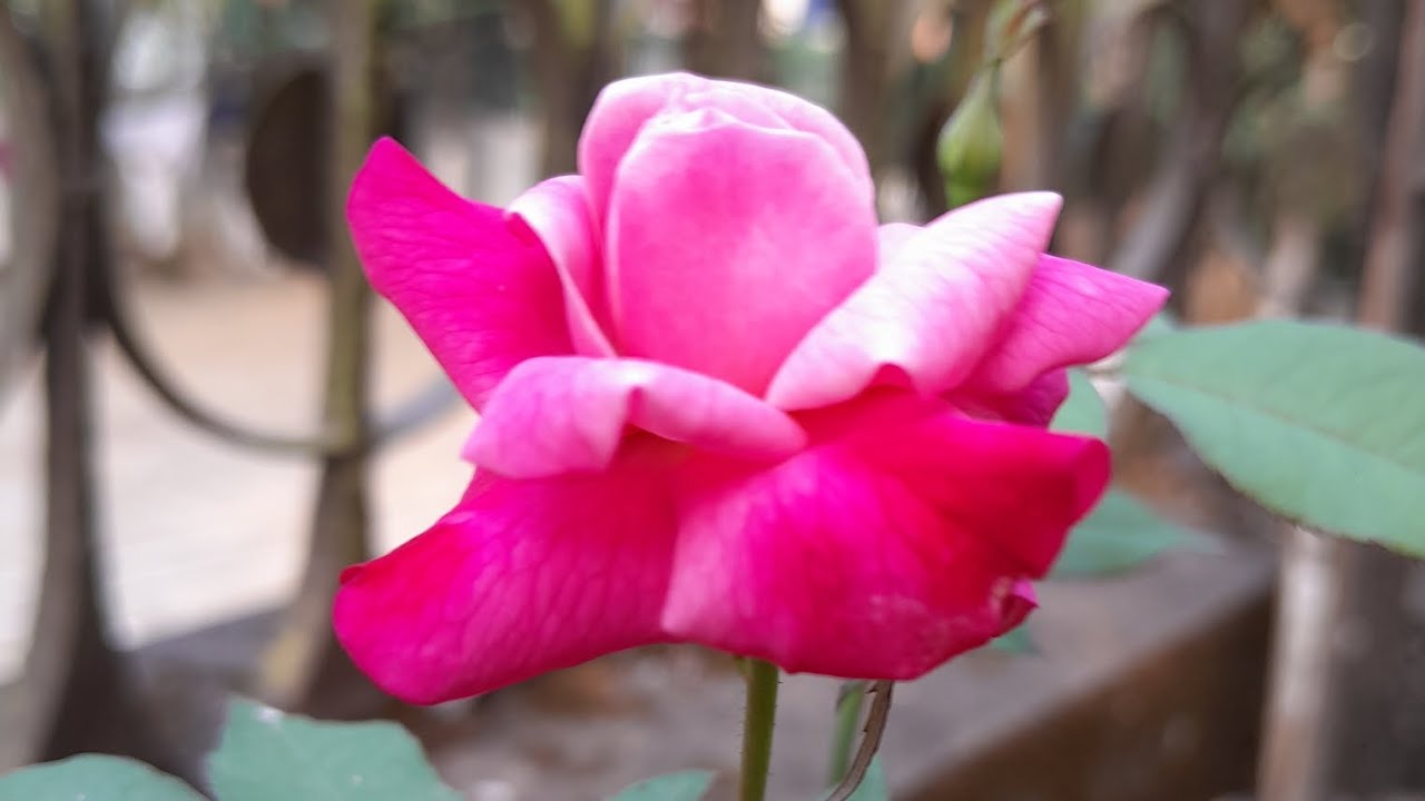 My mini garden | Garden| Flowers|Meher| - YouTube