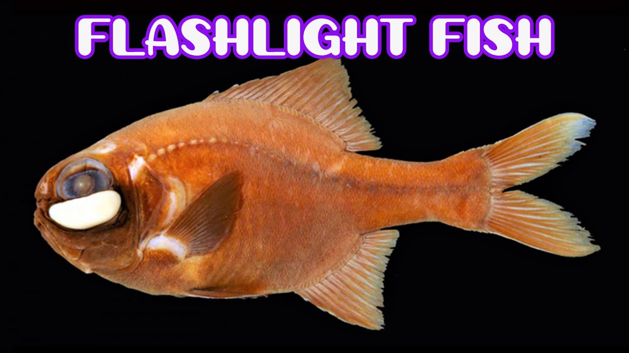 Flashlight Fish
