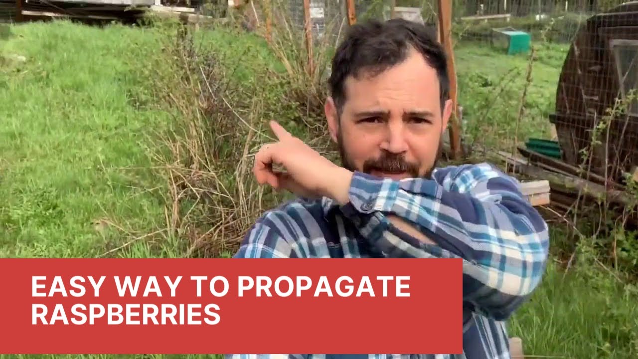 Easy Way to Propagate Raspberries - YouTube