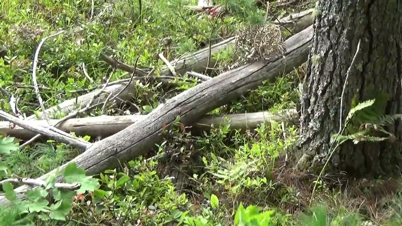 Sasquatch sounds off for over 5 minutes after seeing me tripping. There ...