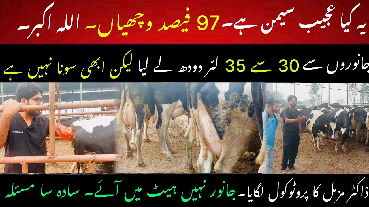 Sex semen amazing results II Animal protocol par heat me nae aa rhy II Dr. Muzzammil Hassan ...