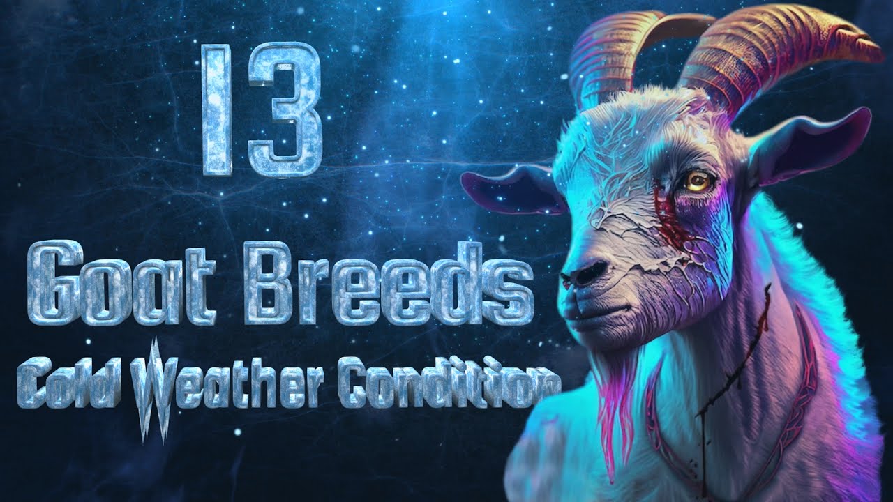 13 Best Goat Breeds For Cold Weather | Winter Goats | Hardy Goat for ...