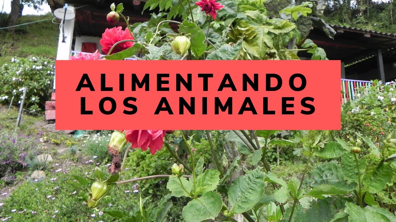 Alimentando los animales en la granja - YouTube