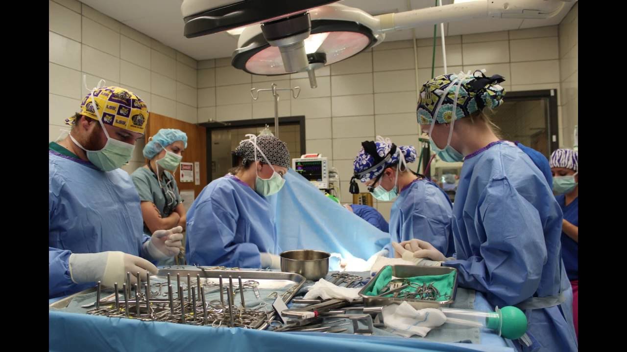 LSU's Veterinary Oncology Service treats animals with cancer - YouTube