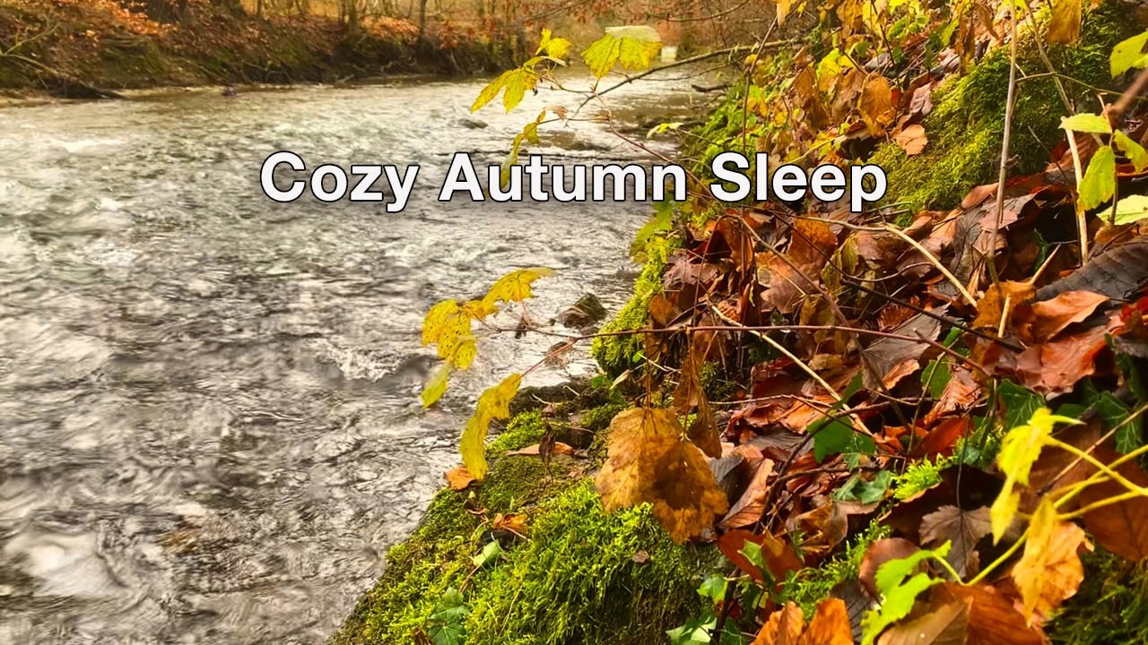 Autumn River Ambience for Sleep 🍂 Gentle Water & Fallen Leaves Nature ...