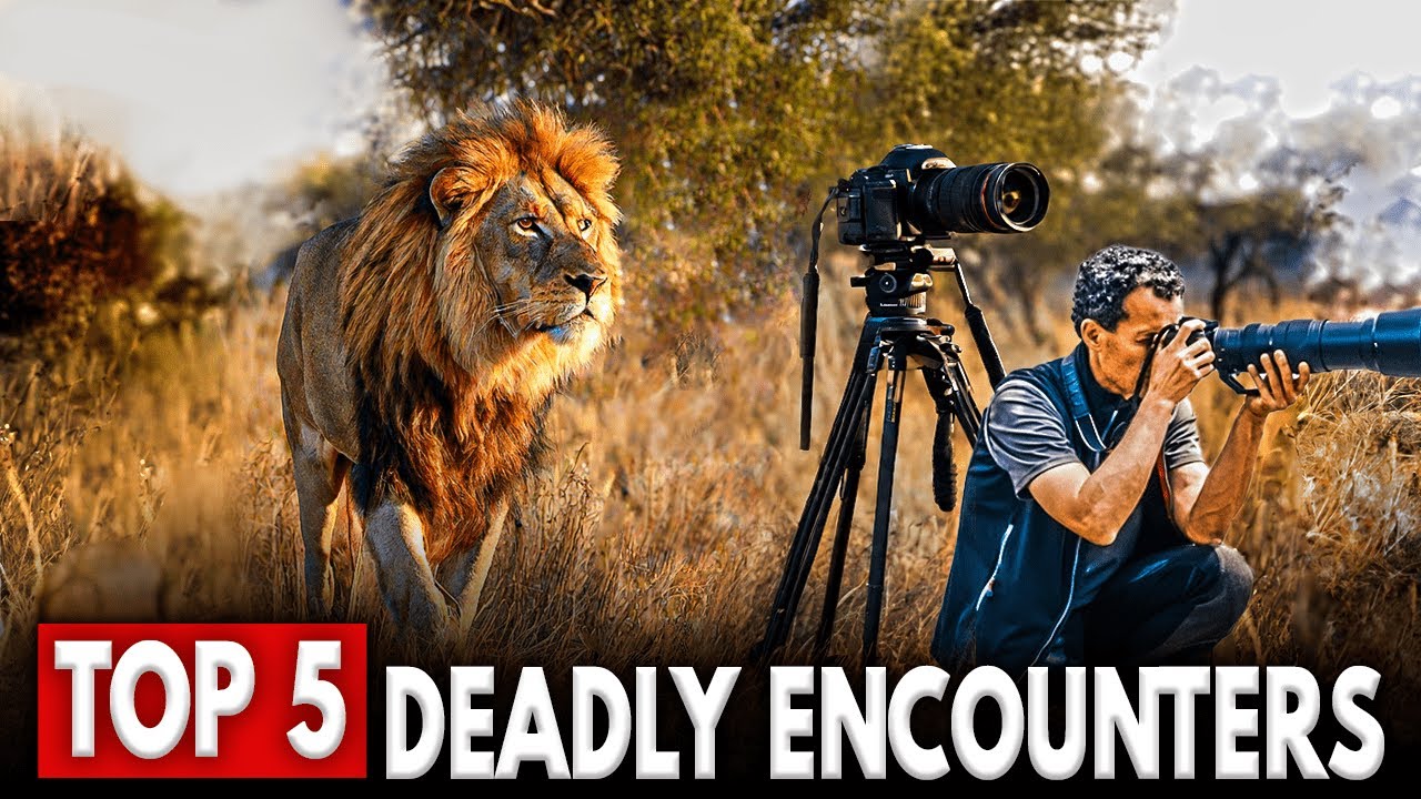 Top 5 Most Dangerous Photographer Encounters With Wildlife - YouTube