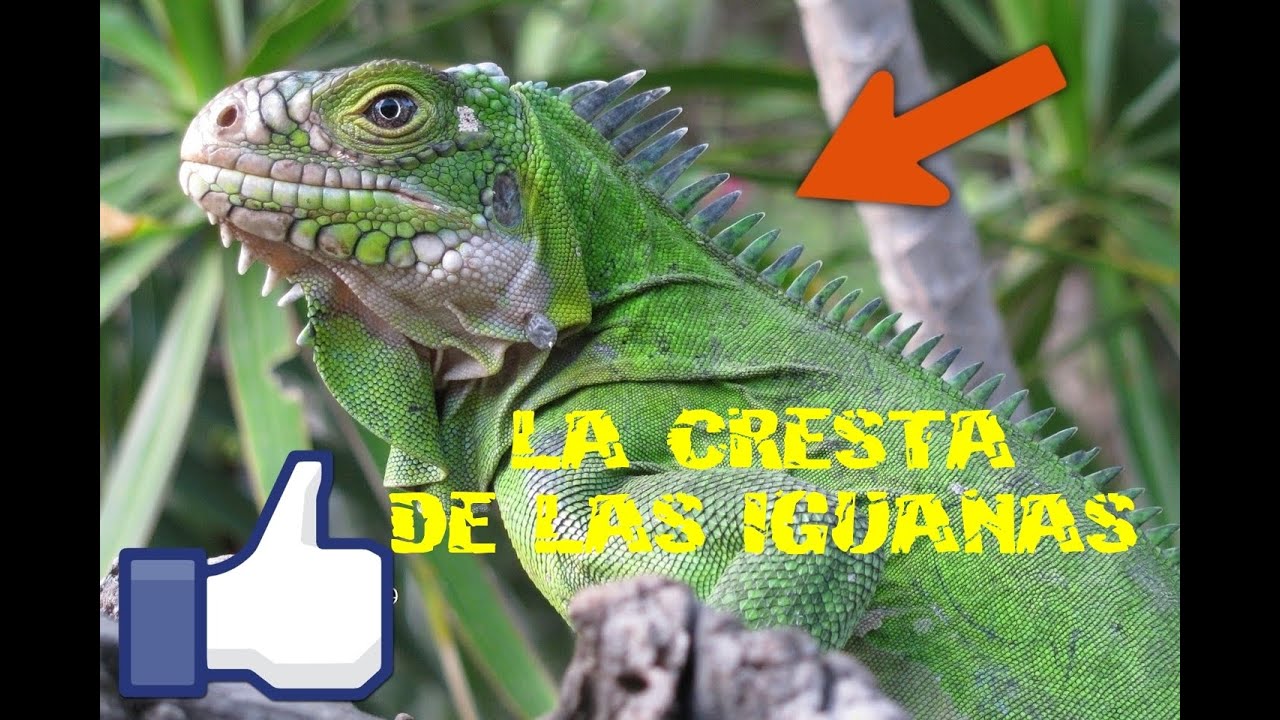 Cresta dorsal de la iguana verde - YouTube
