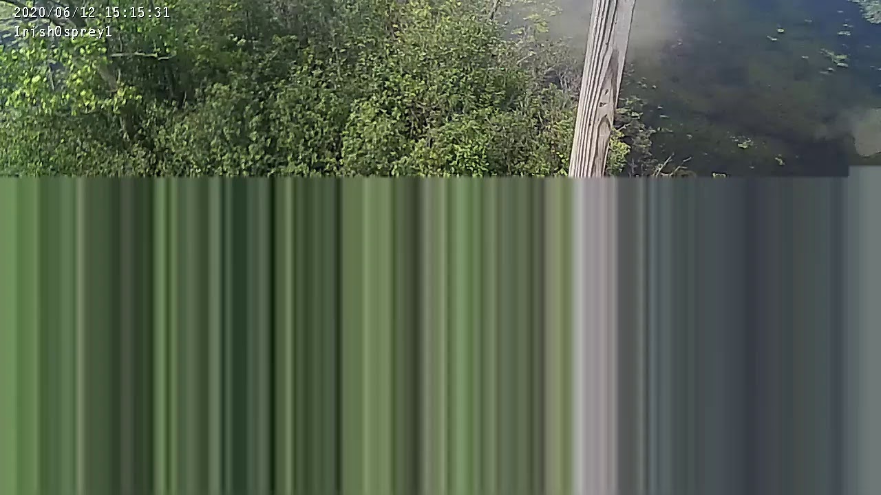 Irish Lake Indiana Osprey Cam Live Stream - YouTube