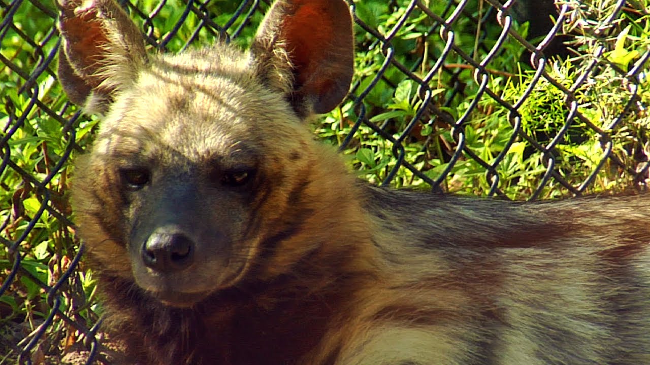 See Rare Striped Hyenas at the Naples Zoo - YouTube