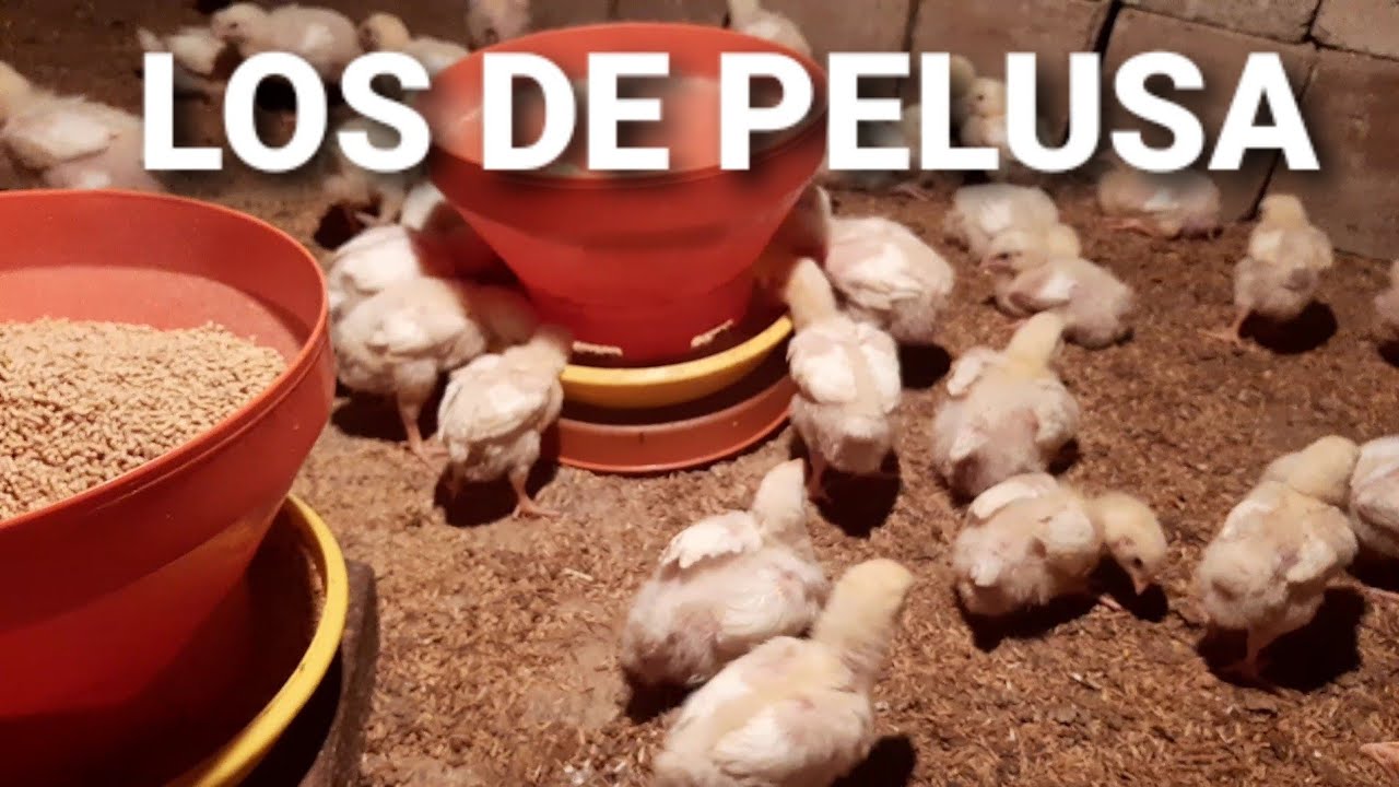 Pollito de engorde en desarrollo. - YouTube