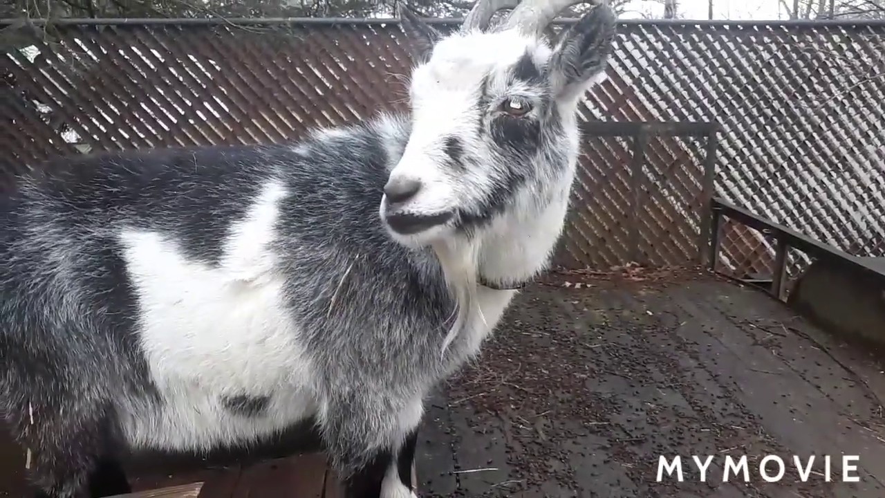 Annabelle The Virgin Goat 🤣💜🐐 - YouTube