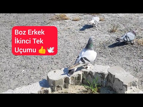 ERKEK BOZ İKİNCİ TEK UÇUMU - Kümes ve yavruların genel durumu - Taklacı güvercin Oyunkuşu