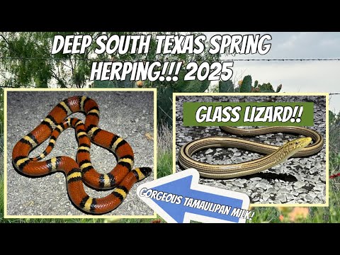 Deep South Texas Spring Herping!! 2025 - YouTube