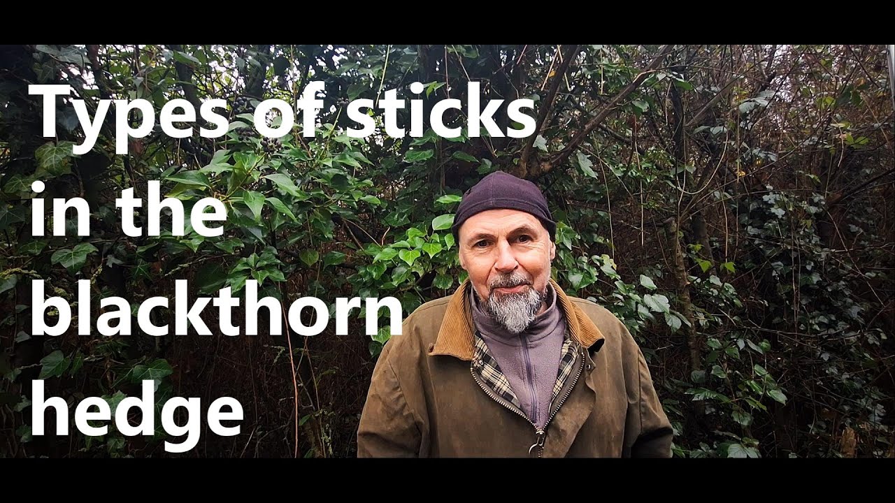 Types of sticks in the blackthorn hedge - YouTube