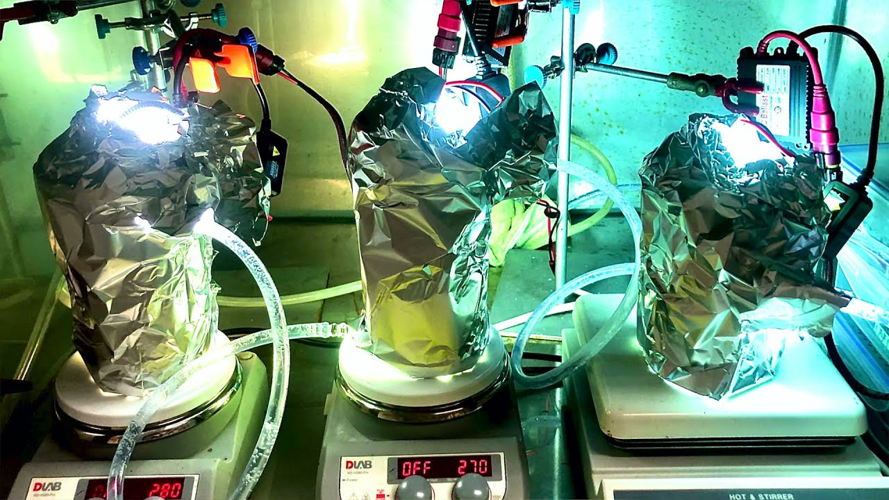 Conoce las investigaciones de nuestro Claustro Académico | Dra. Lorena ...