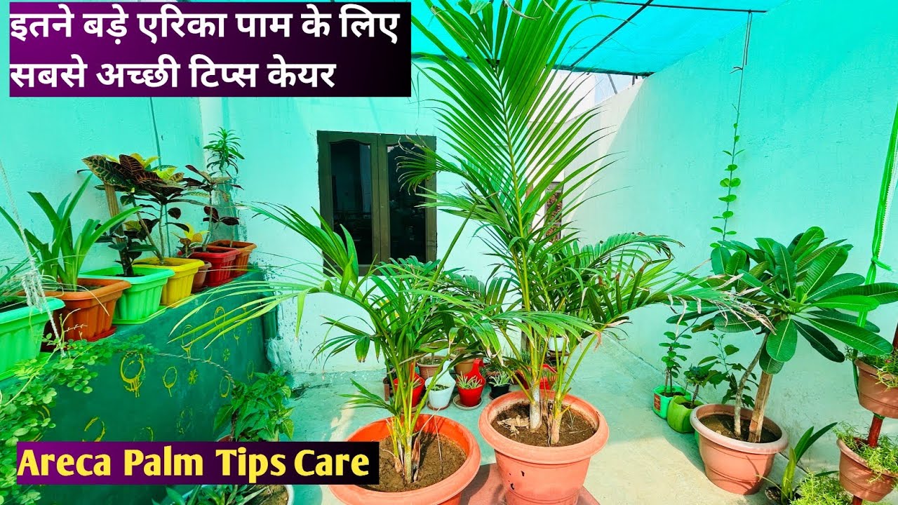 हर 15 दिनों में एक बार जरूर करे | Arica Palm Tips And Care | Arica Palm ...