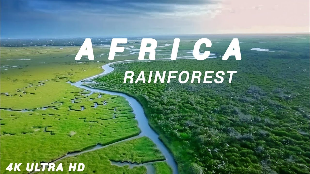 African Rainforest 4K - The World's Second-Largest Tropical Rainforest ...