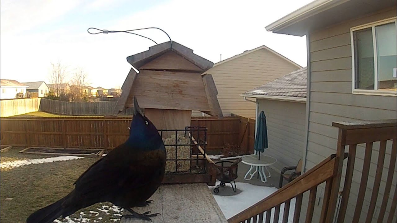 GOPRO Birds - YouTube