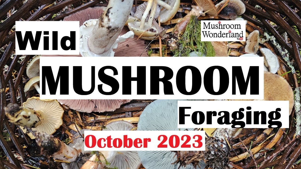 Wild Mushroom Foraging in October 2023 - YouTube