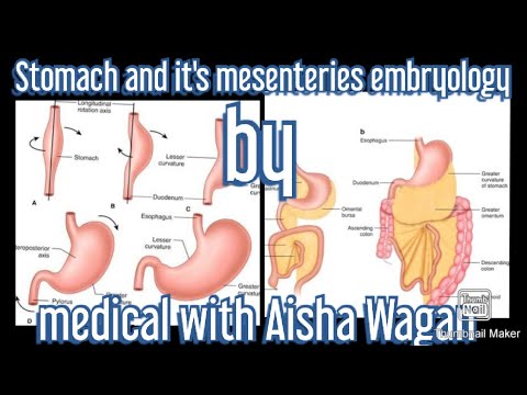 Embryology of stomach and all about it's mesenteries - YouTube