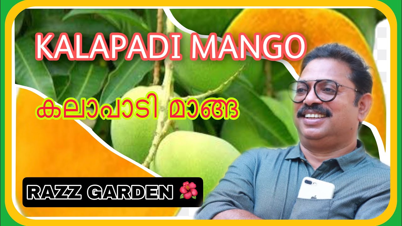 KALAPADI MANGO കലാപാടി മാങ്ങ - YouTube