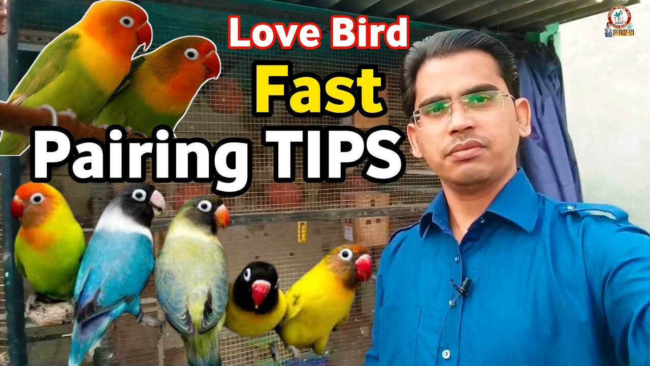 Love Birds Fast Pairing TIPS | New Pair जल्दी कैसे बनाए - YouTube