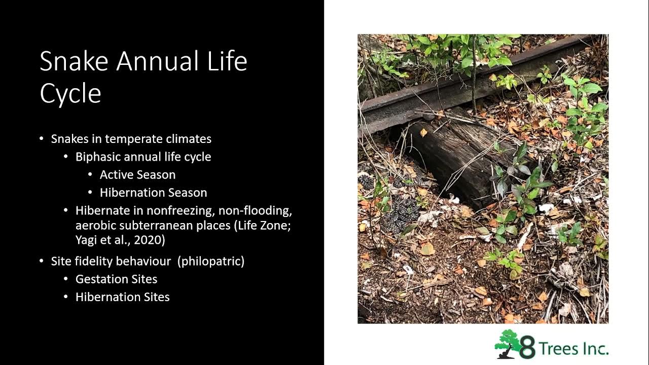 Mitigating an Ecological Trap on an endangered snake population, during ...