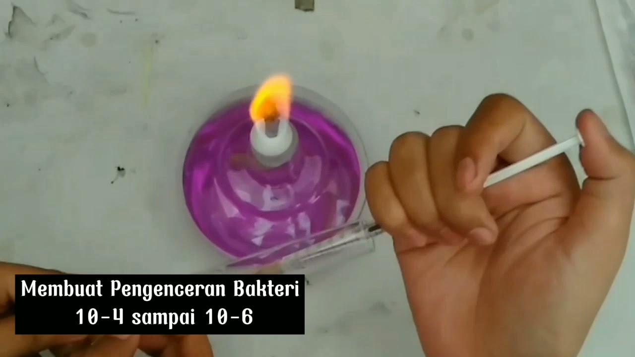 Praktikum Mikrobiologi Isolasi Bakteri, Pewarnaan gram, Uji Katalase ...