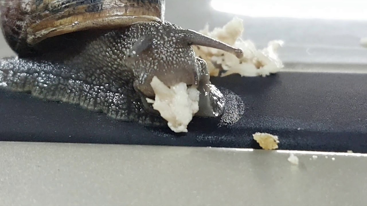 Snail eating chicken - YouTube