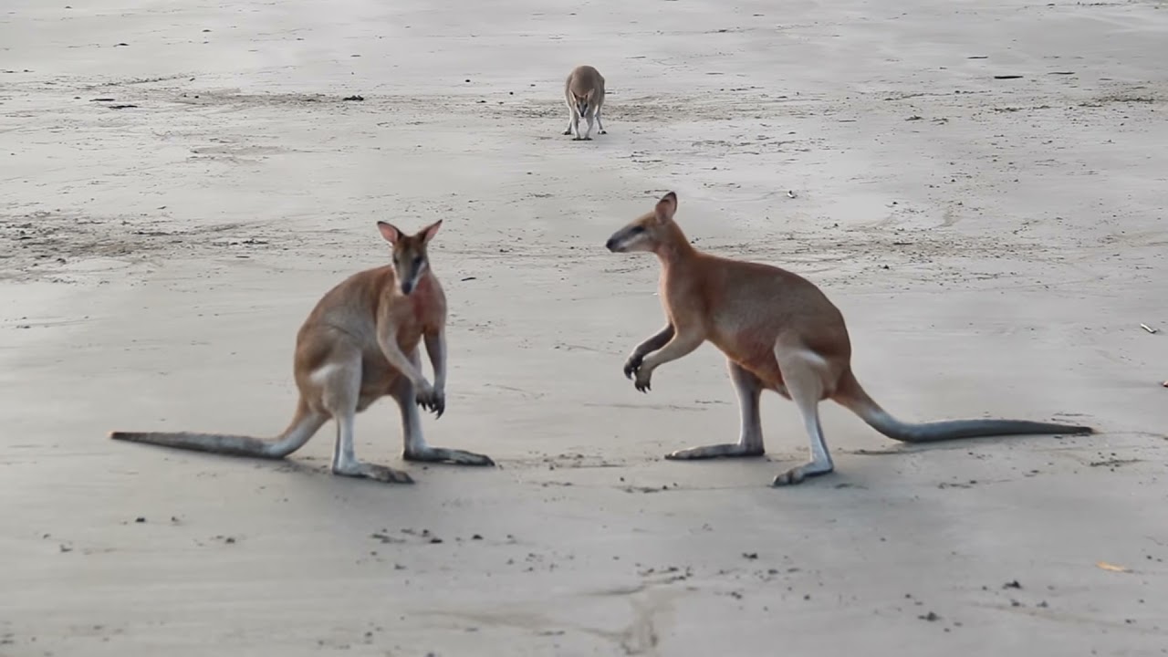 Wallaby Fight on the beach of Cape Hillsborough - YouTube