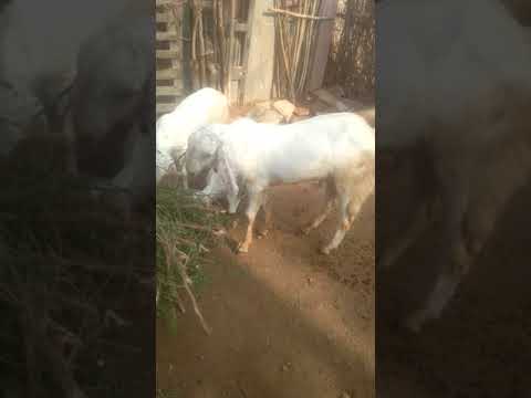 Dumba qurbani Bakra Eid 2021 - Pure turkey dumba for Sale in India ...