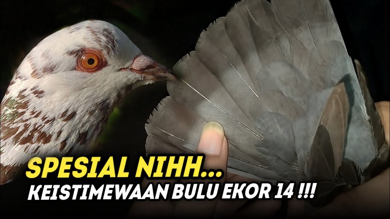 KEISTIMEWAAN BURUNG MERPATI YANG MEMPUNYAI 14 BULU EKOR‼️ - YouTube