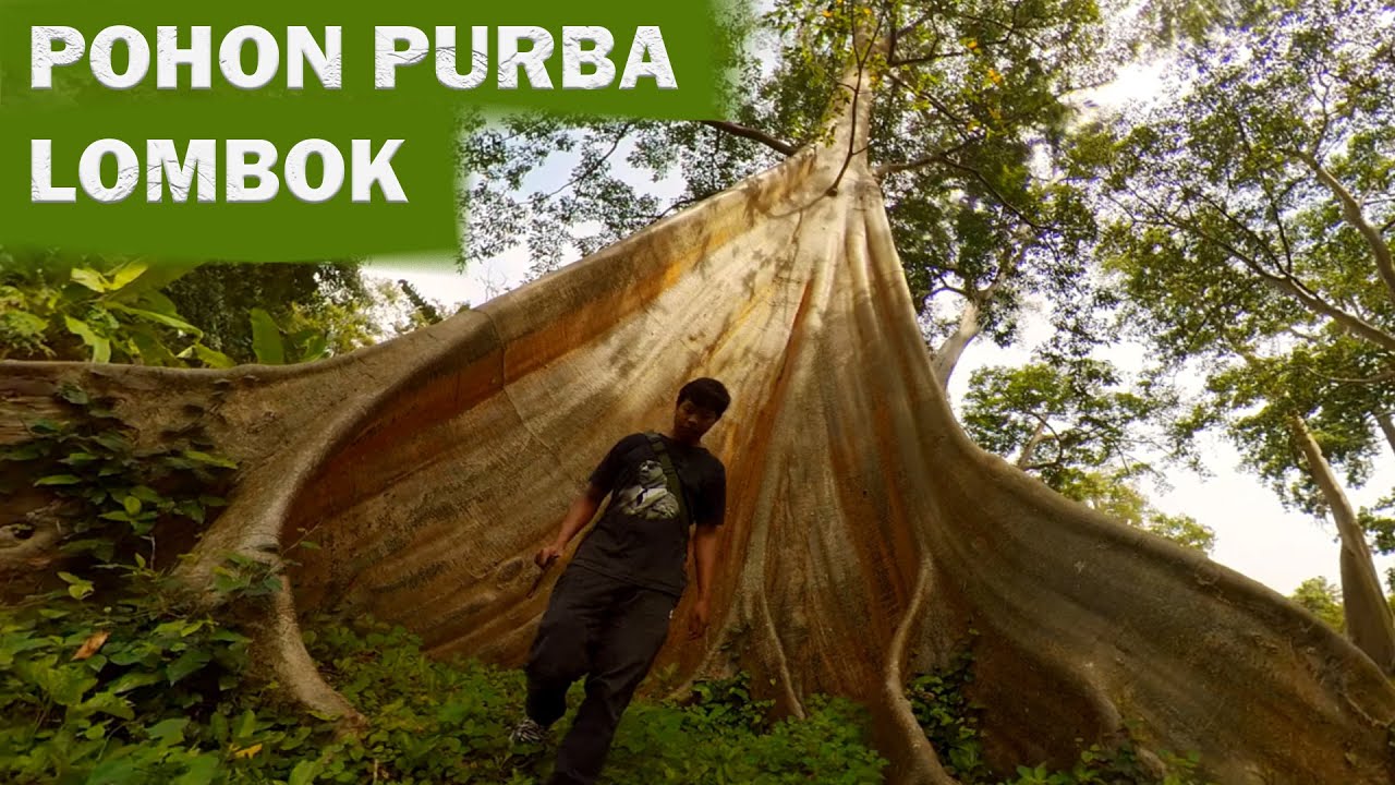 POHON PURBA RAKSASA LOMBOK - YouTube
